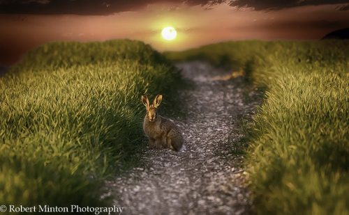 Sunset Hare Print 16 x12" Card Mounted. - Spirit of the Green Man
